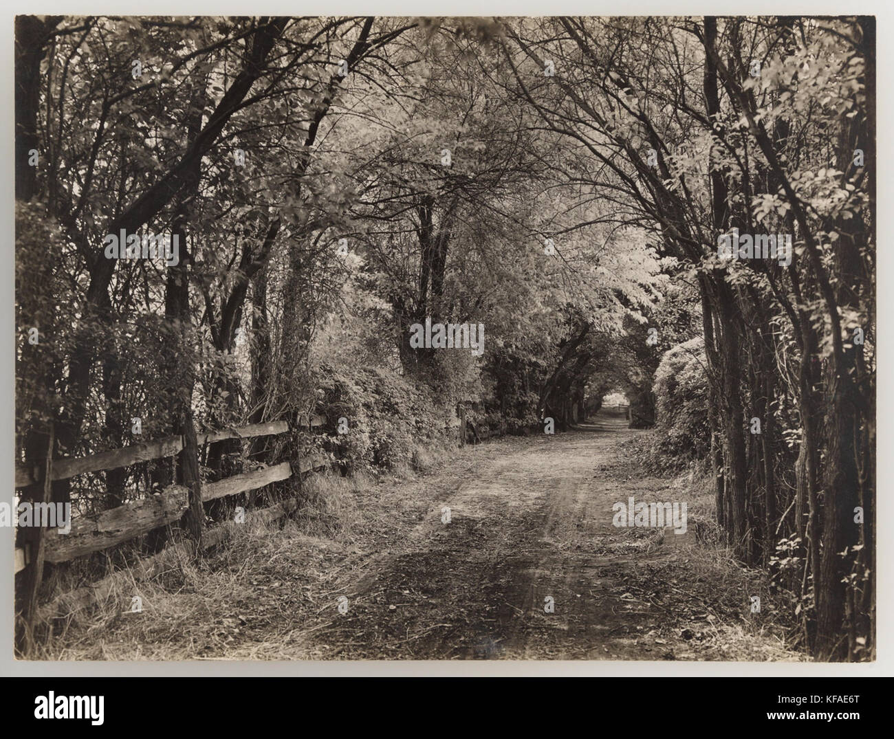 A historical photograph from Series 17, showcasing rural and bush ...