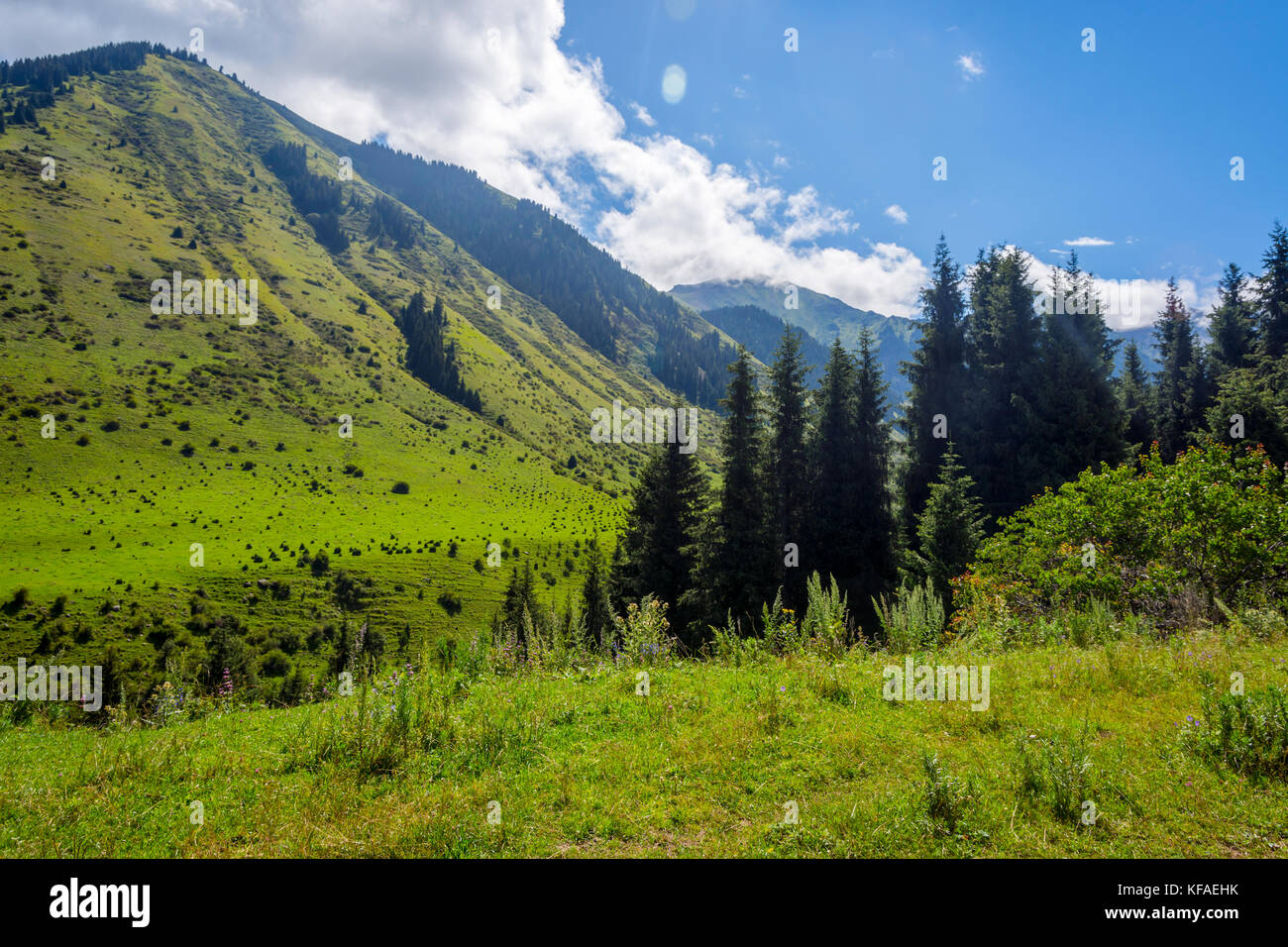 River and forest in Karakol national park, Kyrgyzstan Stock Photo - Alamy
