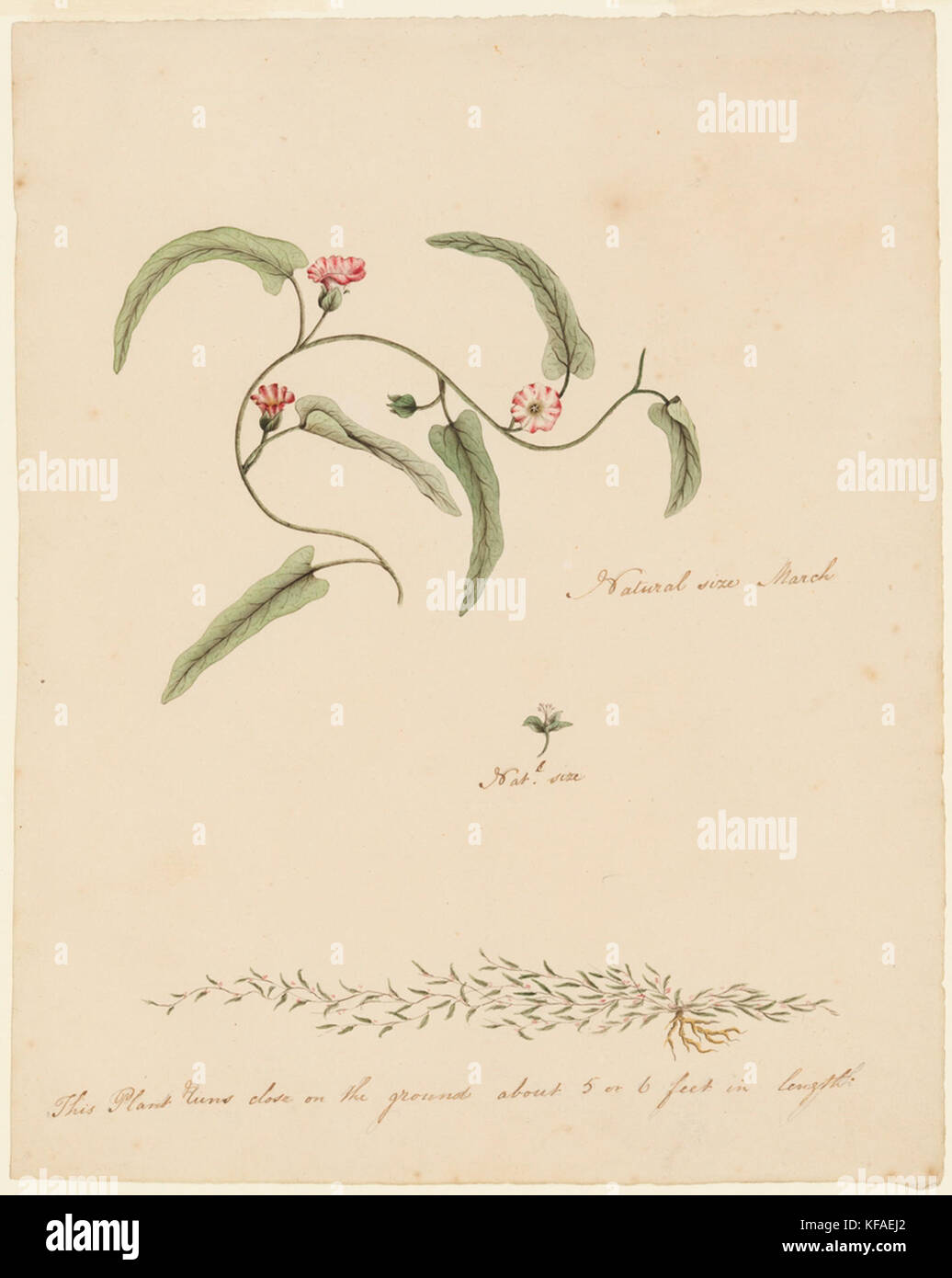 966690 Collection 28 Botanical drawings of Australian plants ca late ...