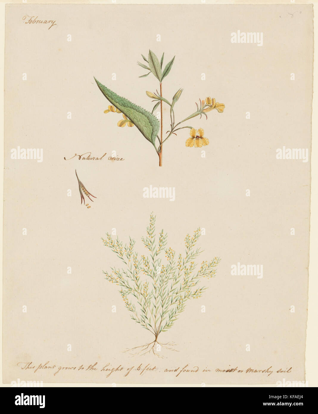 This collection features botanical drawings of Australian plants from ...