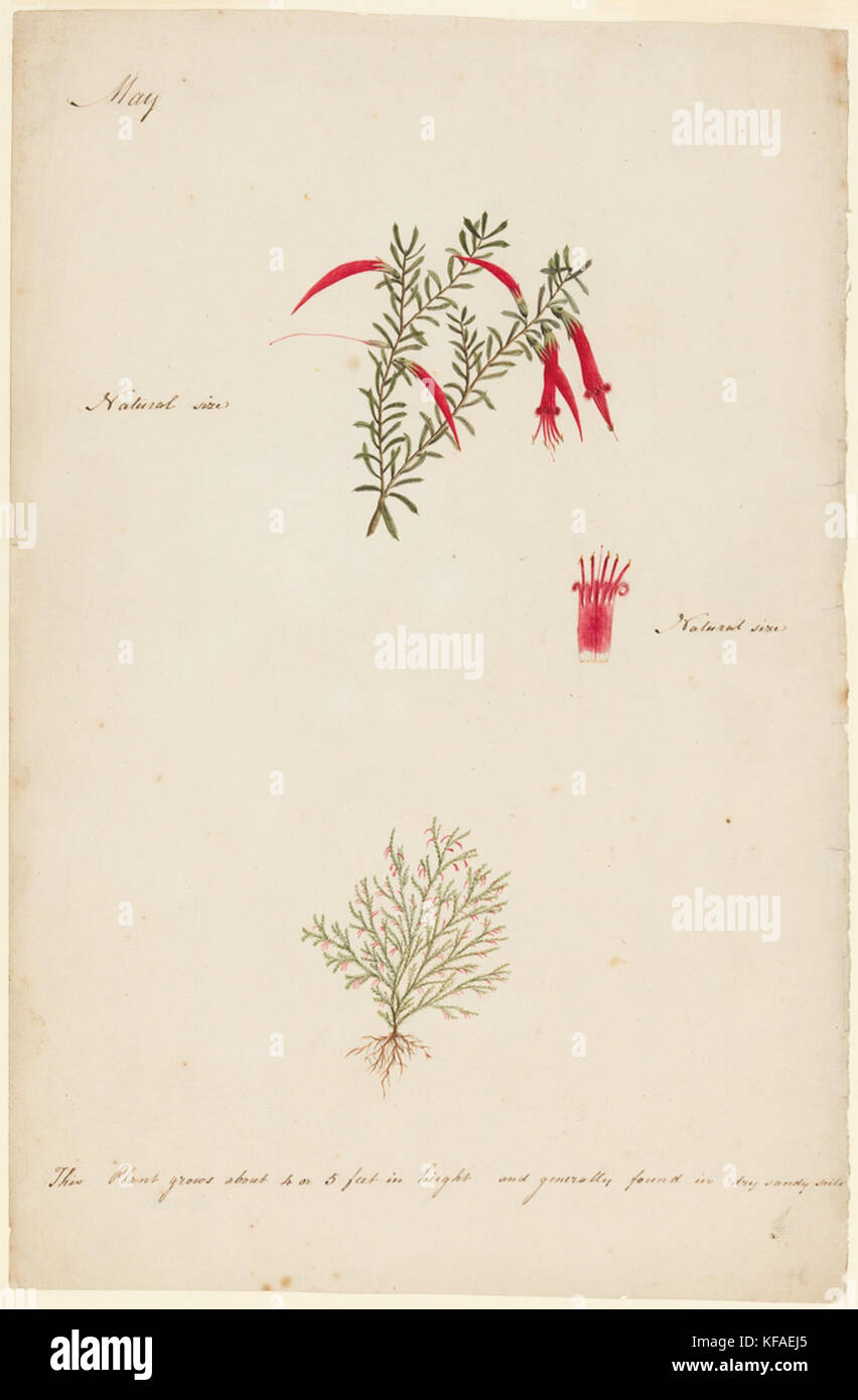 966693 Collection 28 Botanical drawings of Australian plants ca late ...