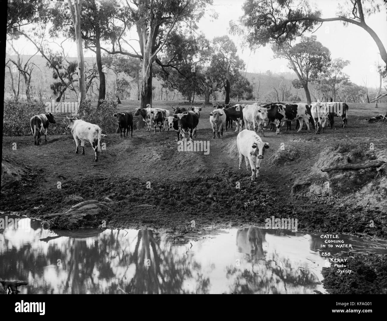 Water for cattle Black and White Stock Photos & Images - Alamy
