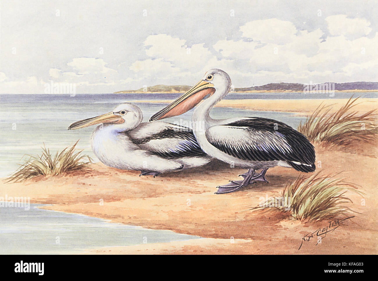 Inland pelican hi-res stock photography and images - Alamy