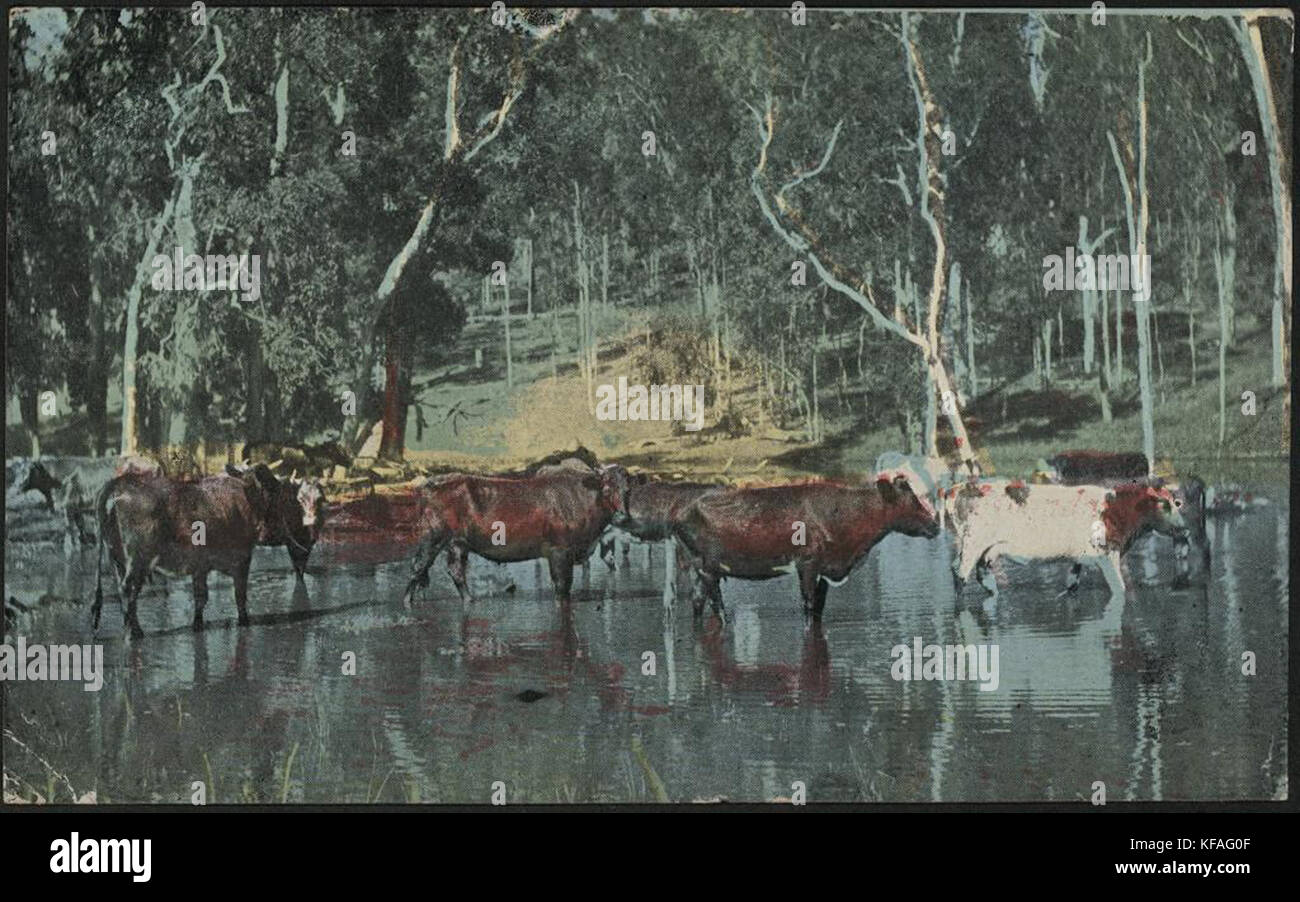 Cattle crossing a stream, 1907 (8285926403 Stock Photo - Alamy