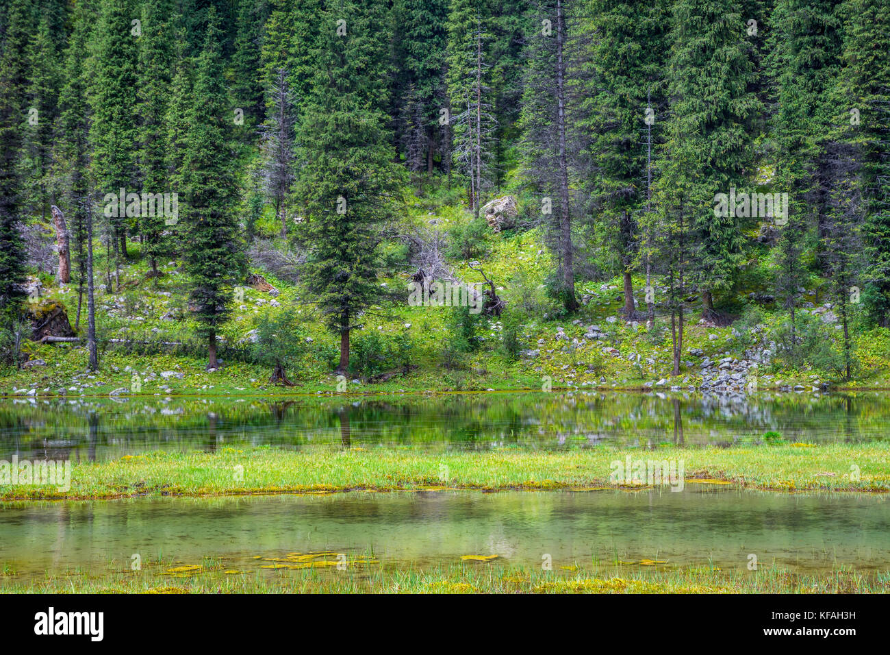 Stunning landscape of forest and river in Karakol national park ...