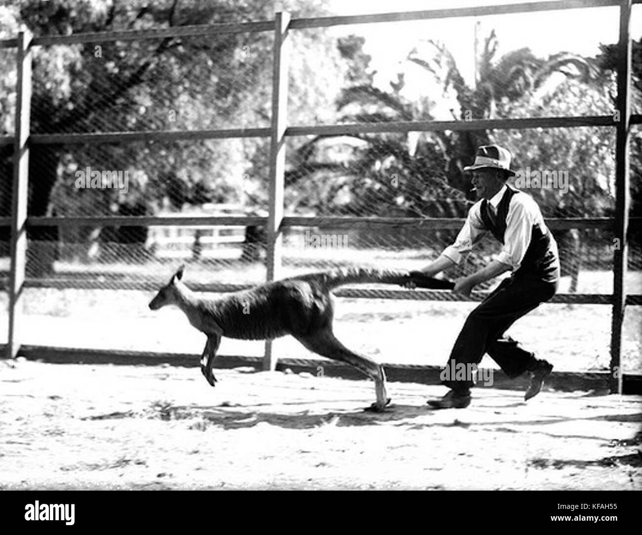 Kangaroo holding human hands hi-res stock photography and images - Alamy