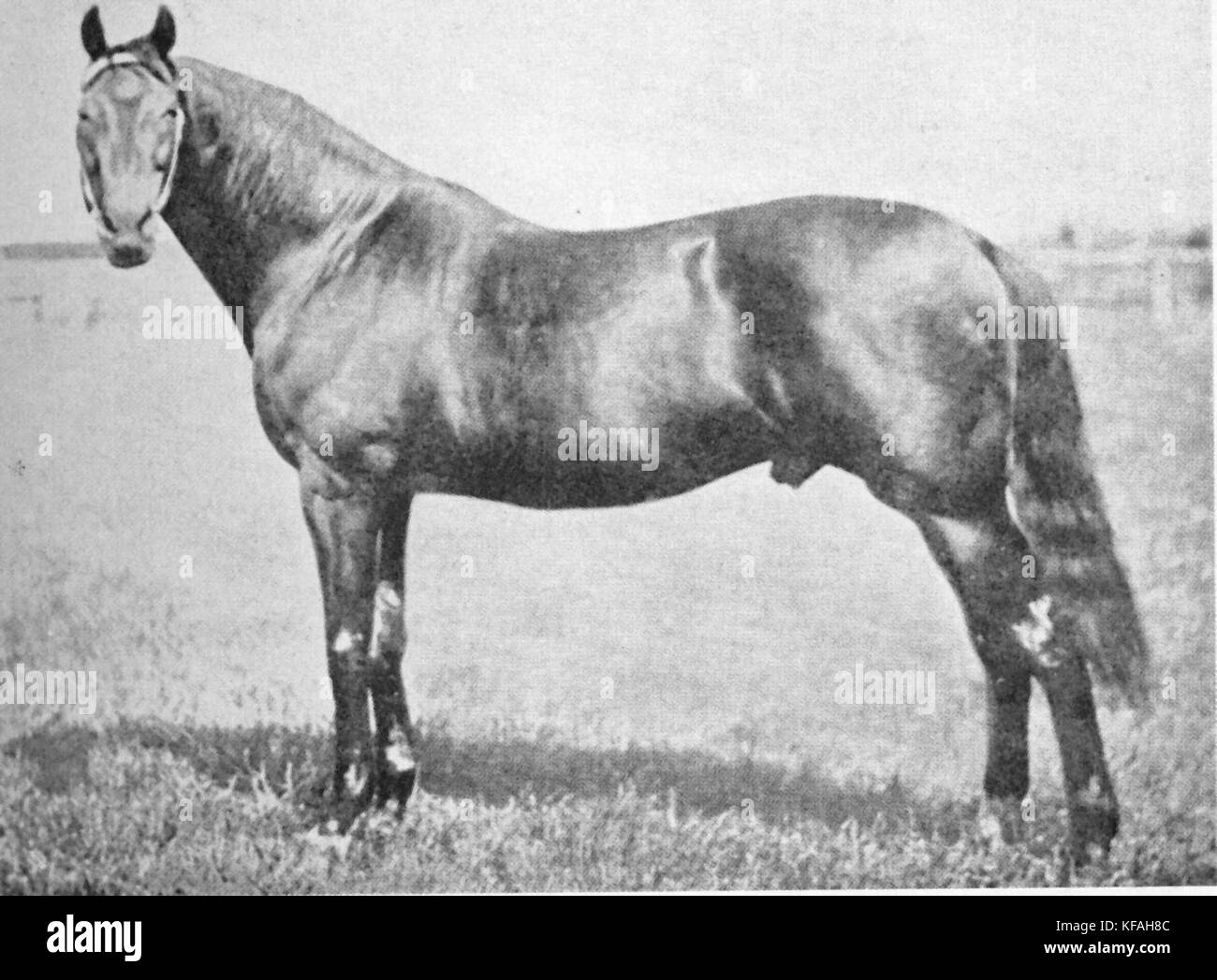 Musket 17th century hi-res stock photography and images - Alamy