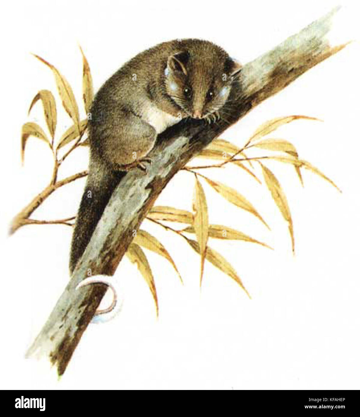 Pseudocheirus peregrinus, commonly known as the common ringtail possum ...