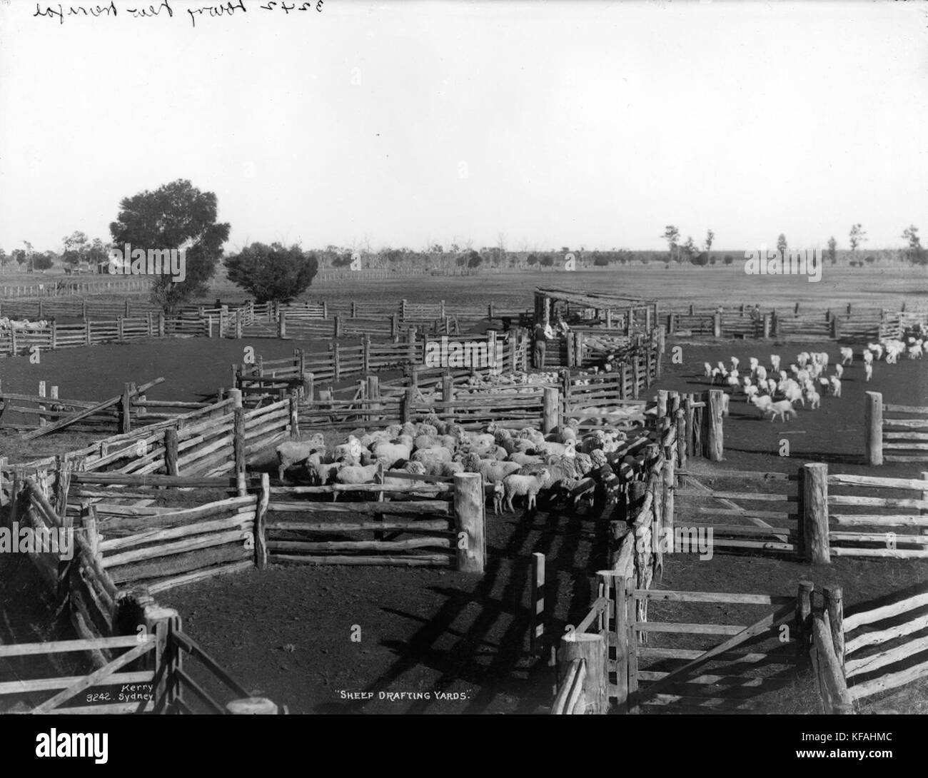 Drafting Sheep High Resolution Stock Photography and Images - Alamy