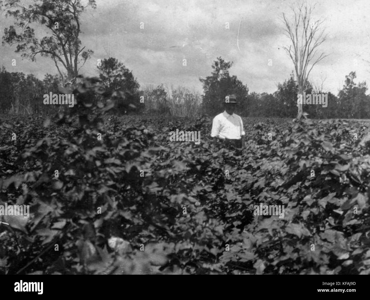 1 117724 Waist high cotton growing on a Queensland farm, ca. 1924 Stock ...