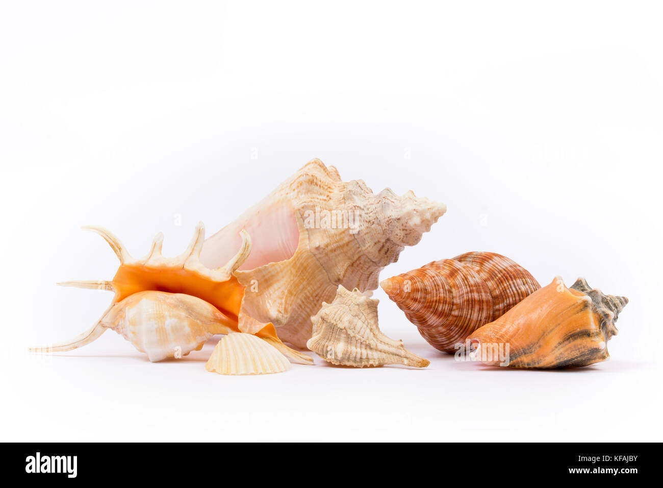 Isolated seashell on white background Stock Photo - Alamy