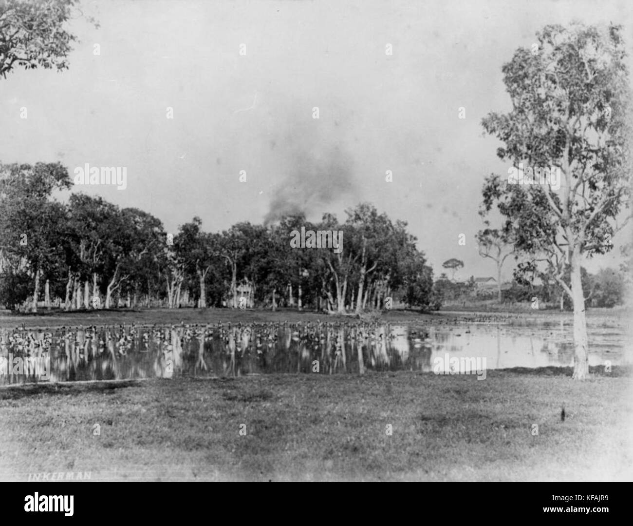 1 105836 Birds on the lagoon at Inkerman Station, ca. 1885 Stock Photo ...