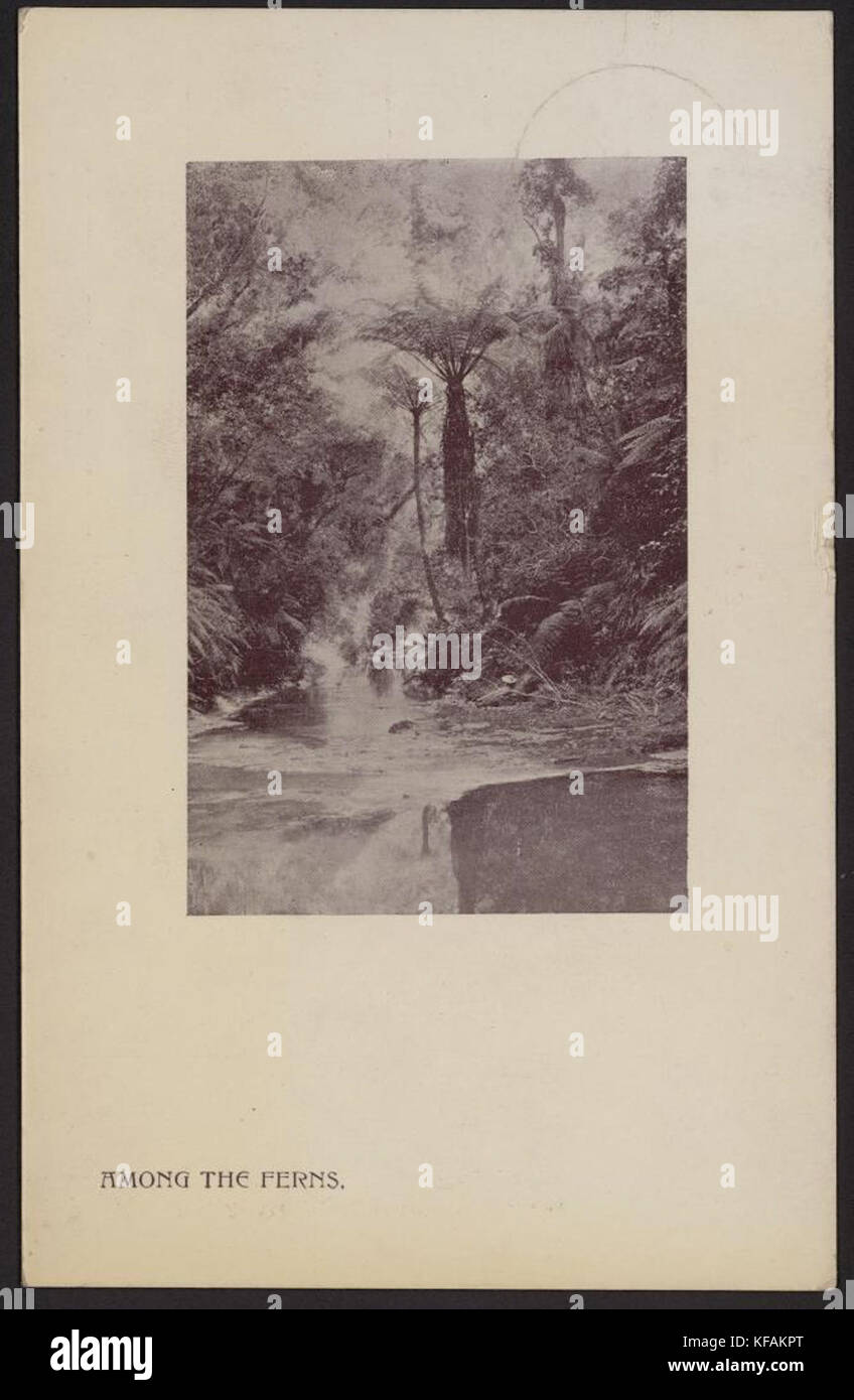 Among the Ferns, 1907 (8285844175 Stock Photo - Alamy