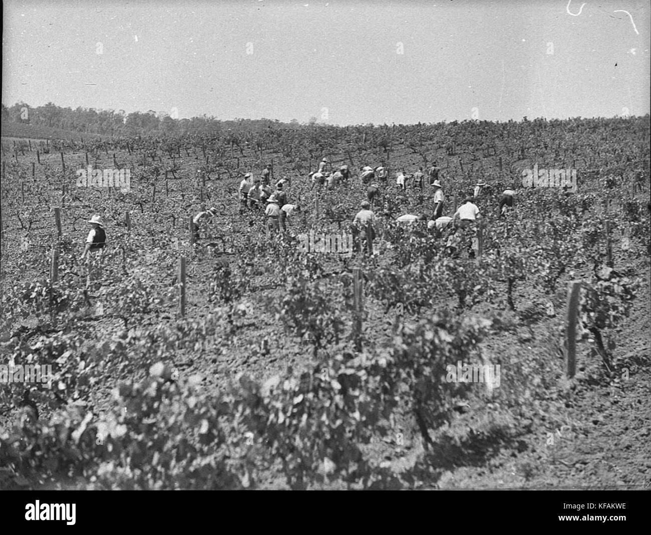 24912 Minchinbury Vineyards Stock Photo - Alamy