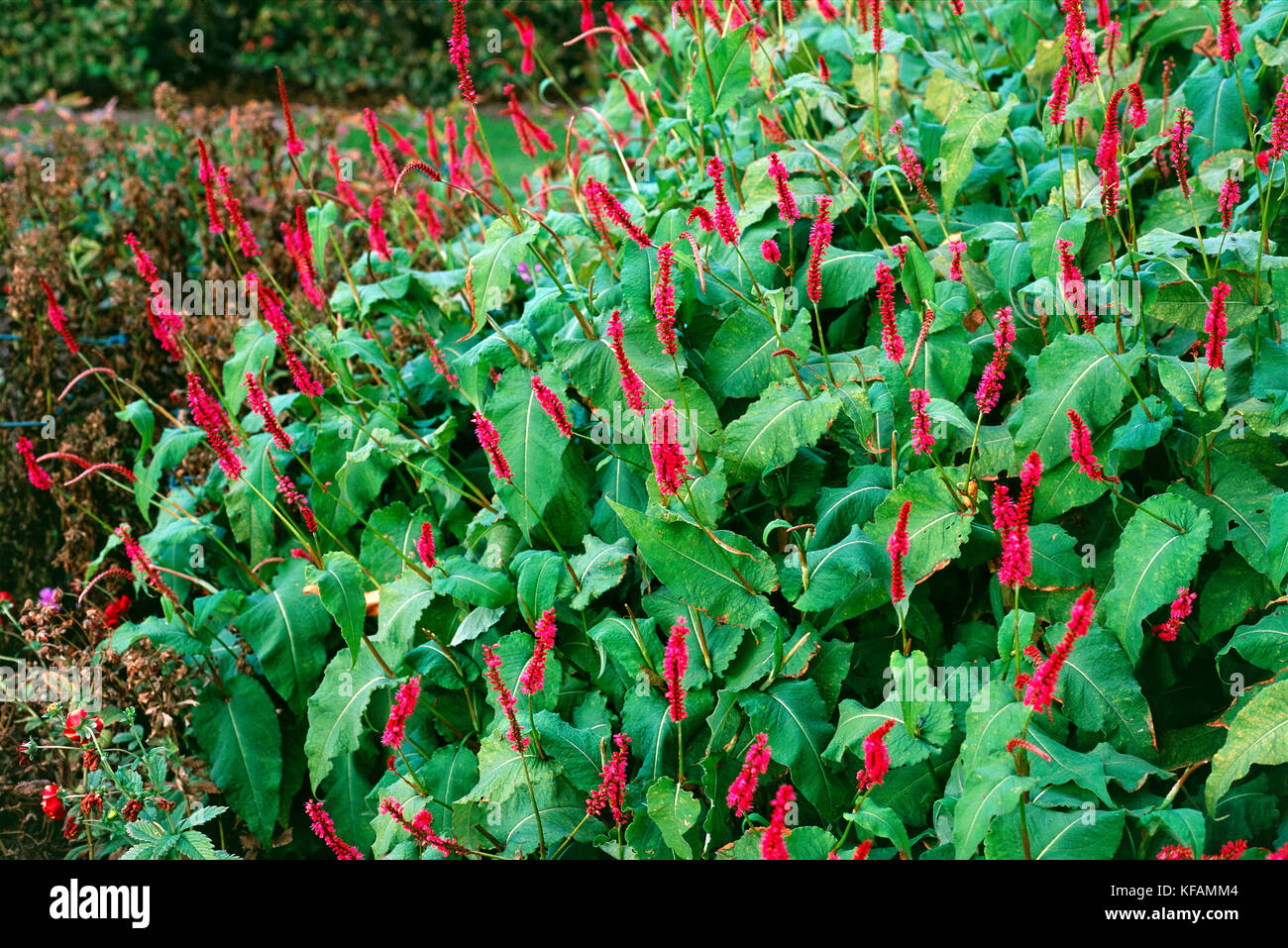 Polygonum amplexicaule fire tail hi-res stock photography and images ...