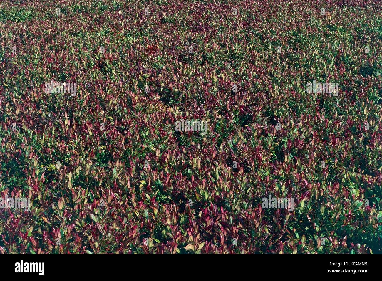 Leucothoe hi-res stock photography and images - Alamy