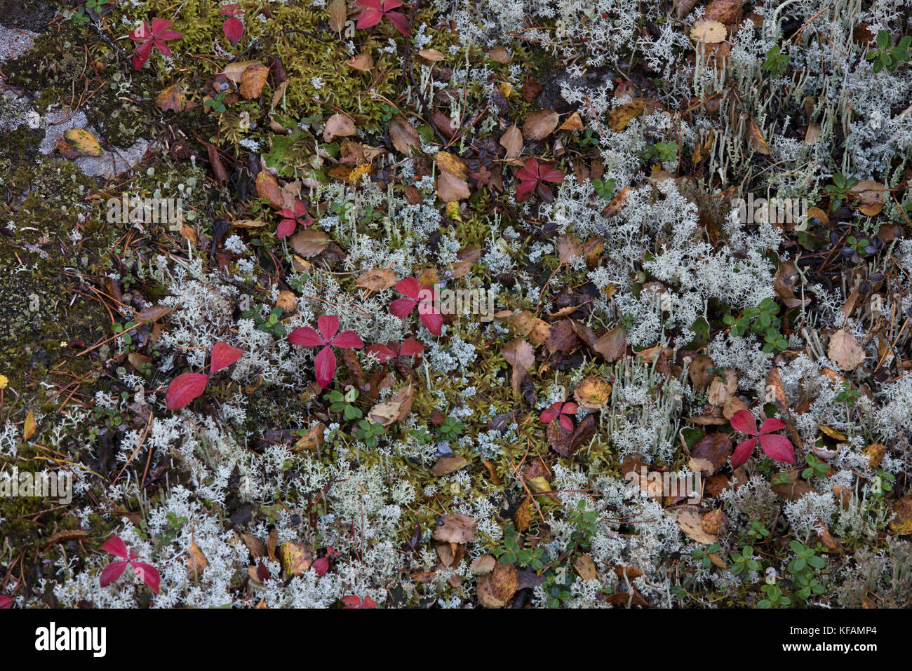 Boreal forest, lichen, moss, mushroom, fall, fall foliage, fall colors ...