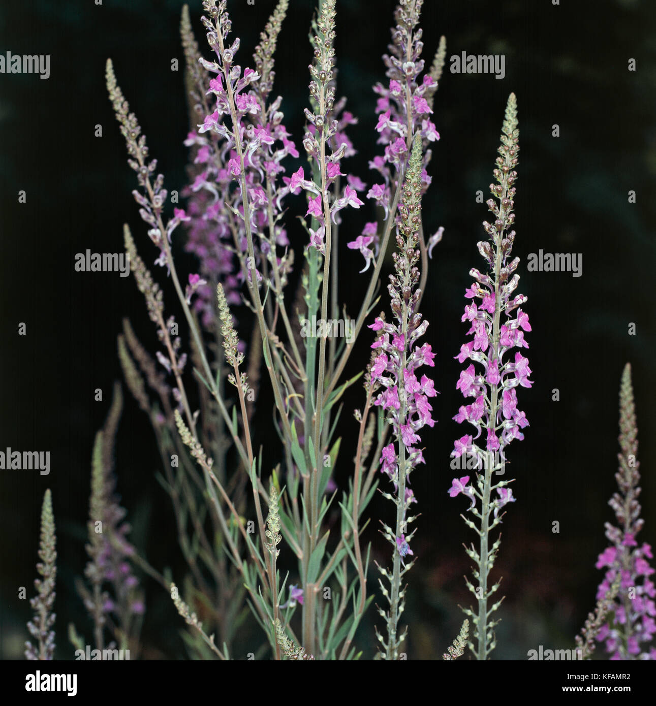 Botany, Scrophulariacee Linaria Purpurea Stock Photo - Alamy