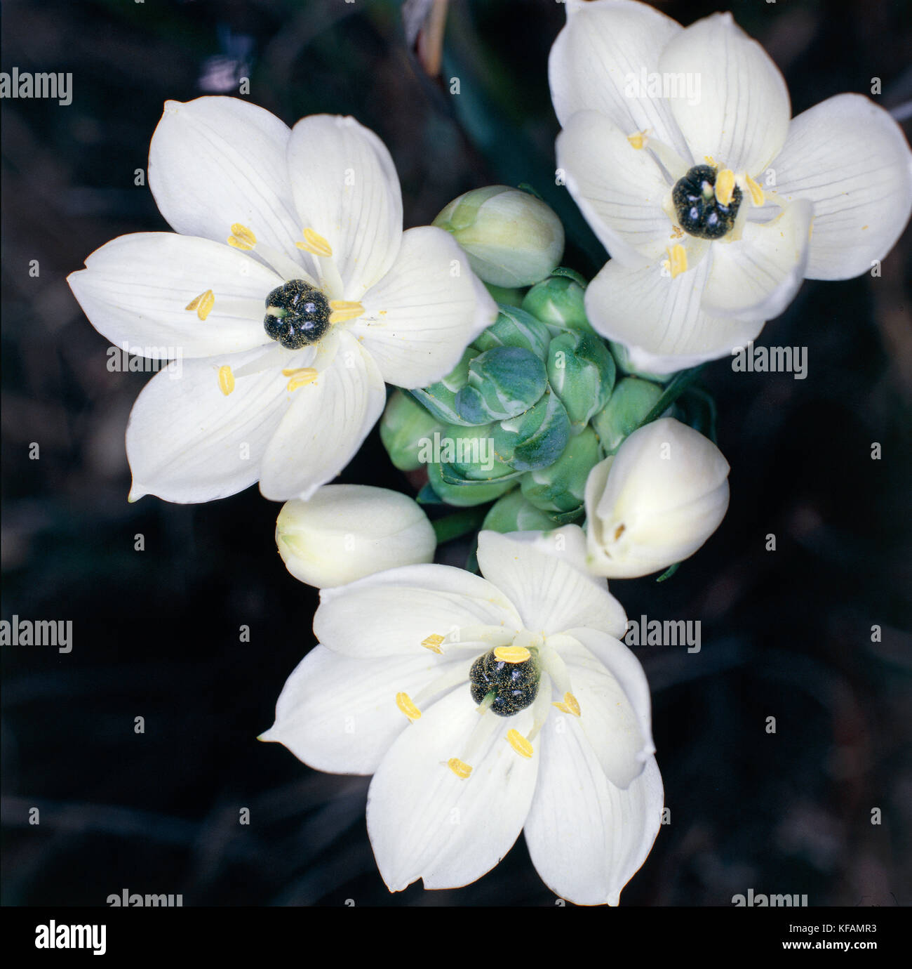 Ornitagalo hi-res stock photography and images - Alamy