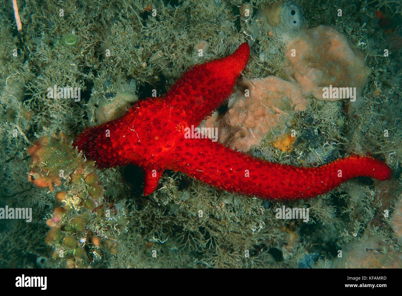 Echinoderms Echinoderms