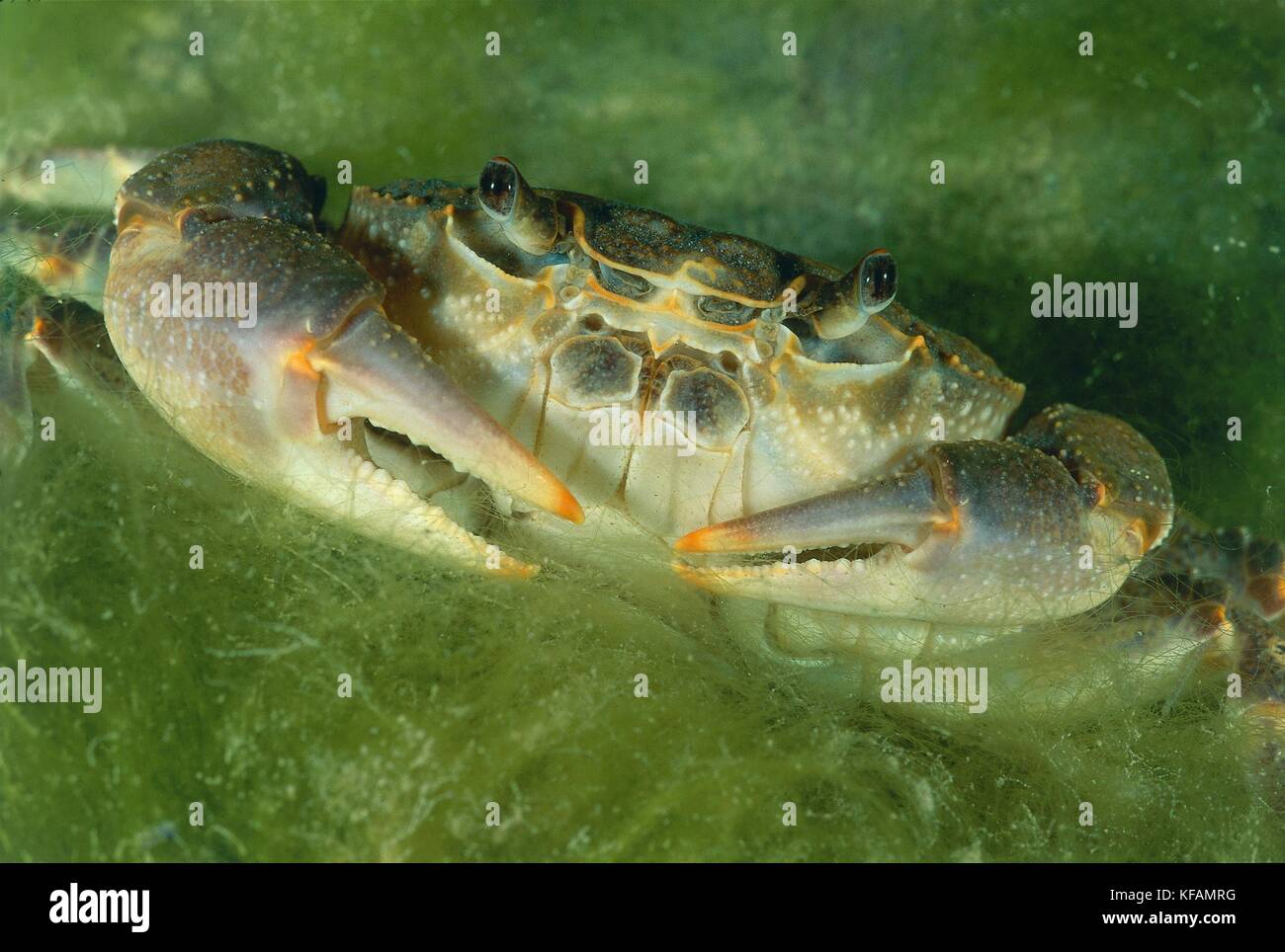 Zoology, Crustaceans, crabs (Potamon edule). Detail, claws and carapace ...
