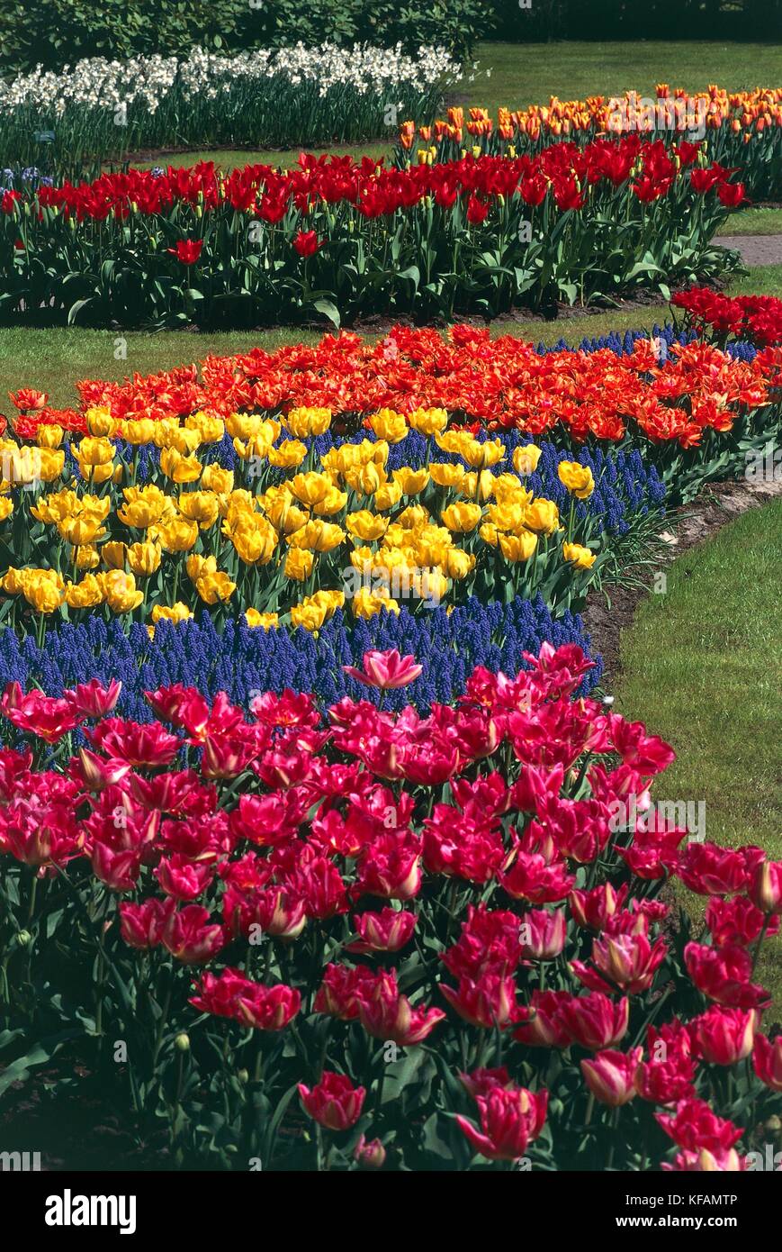Netherlands, Netherlands, Keukenhof Park, Garden with spring blooms ...