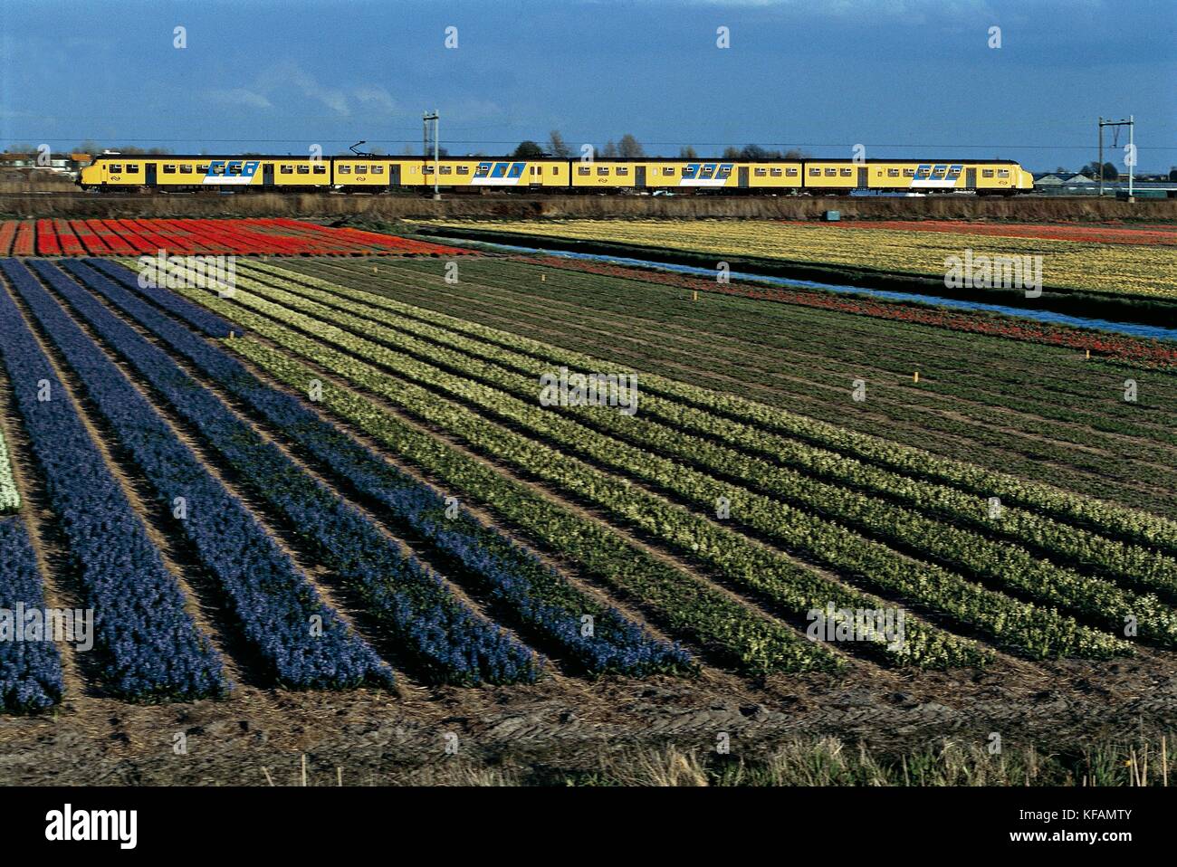 Netherlands, South Holland, Growing of bulbous plants near Lisse Stock ...
