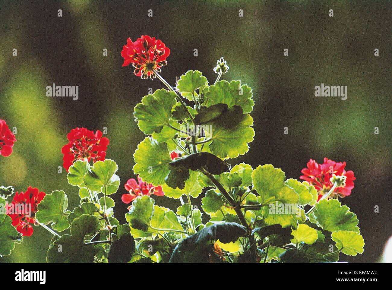 Horseshoe geranium or Horseshoe stork's bill (Pelargonium zonale ...