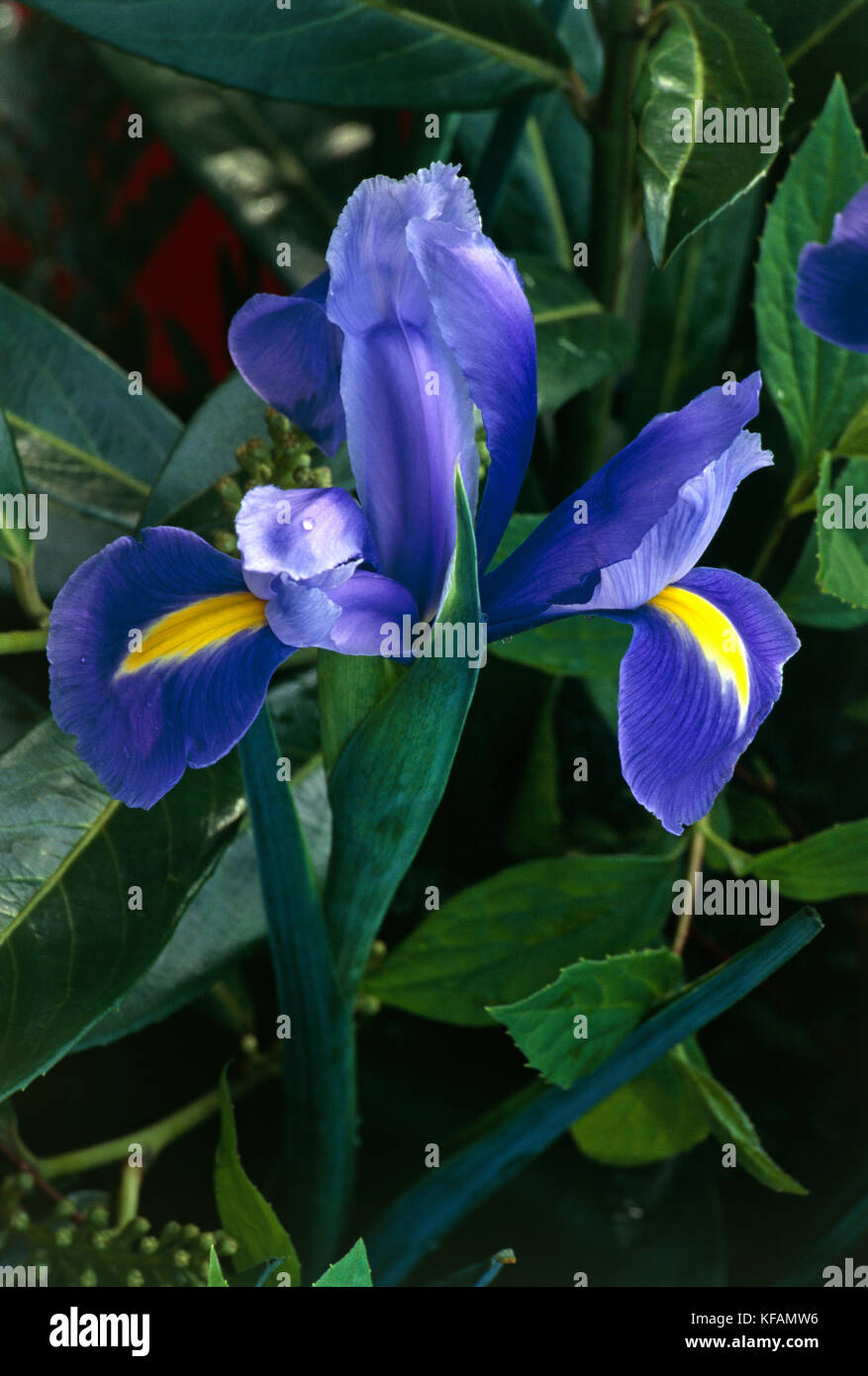 BOTANY, Iridacee IRIS (IRIS BLUE DIAMOND Stock Photo - Alamy
