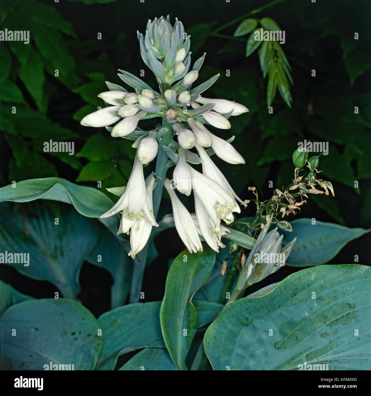 Hosta anatomy hi-res stock photography and images - Alamy