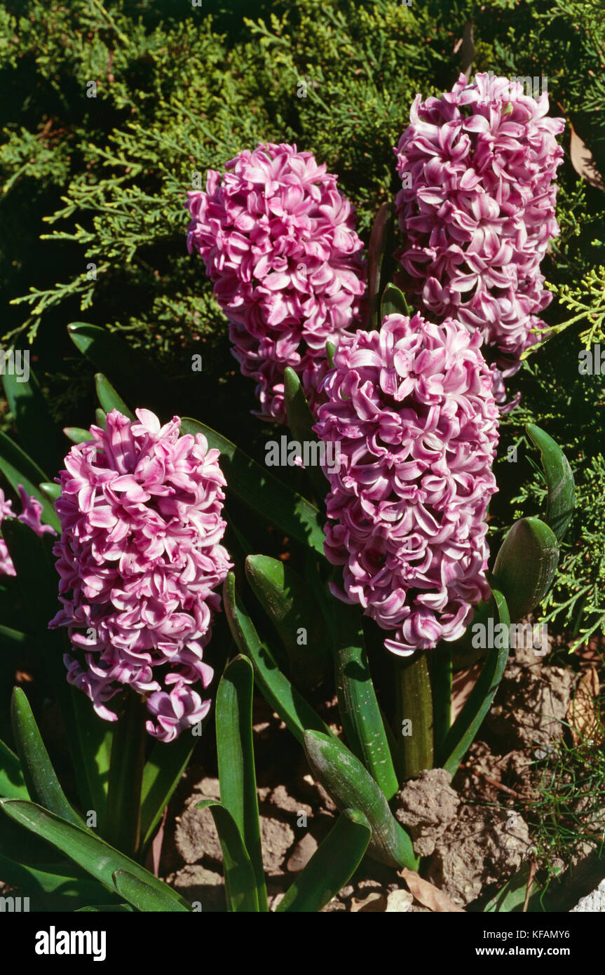 BOTANY, Liliaceae HYACINTH Hyacinthus HYBRID AMETYST Stock Photo - Alamy