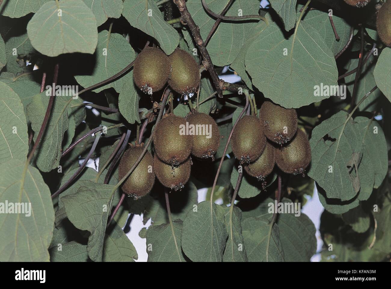 Botany, Actinidiaceae. Kiwi (Actinidia chinensis Stock Photo - Alamy