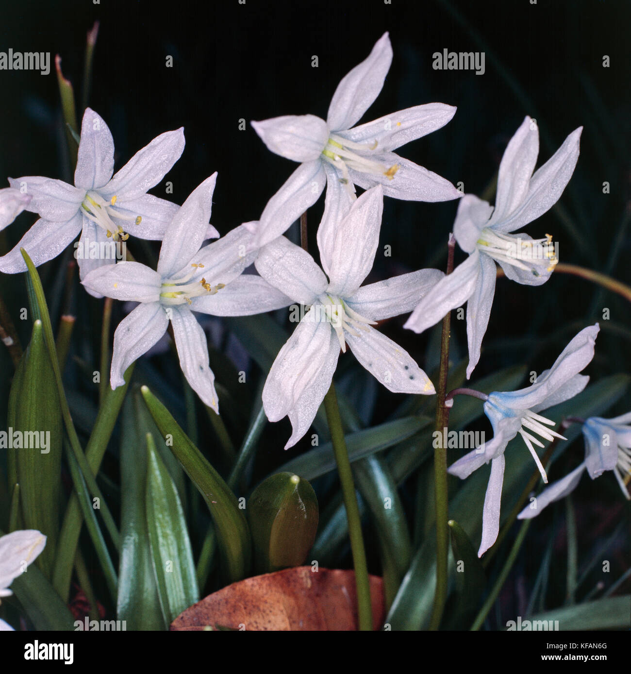 BOTANY, Liliaceae Scilla TUBERGENIANA Stock Photo - Alamy