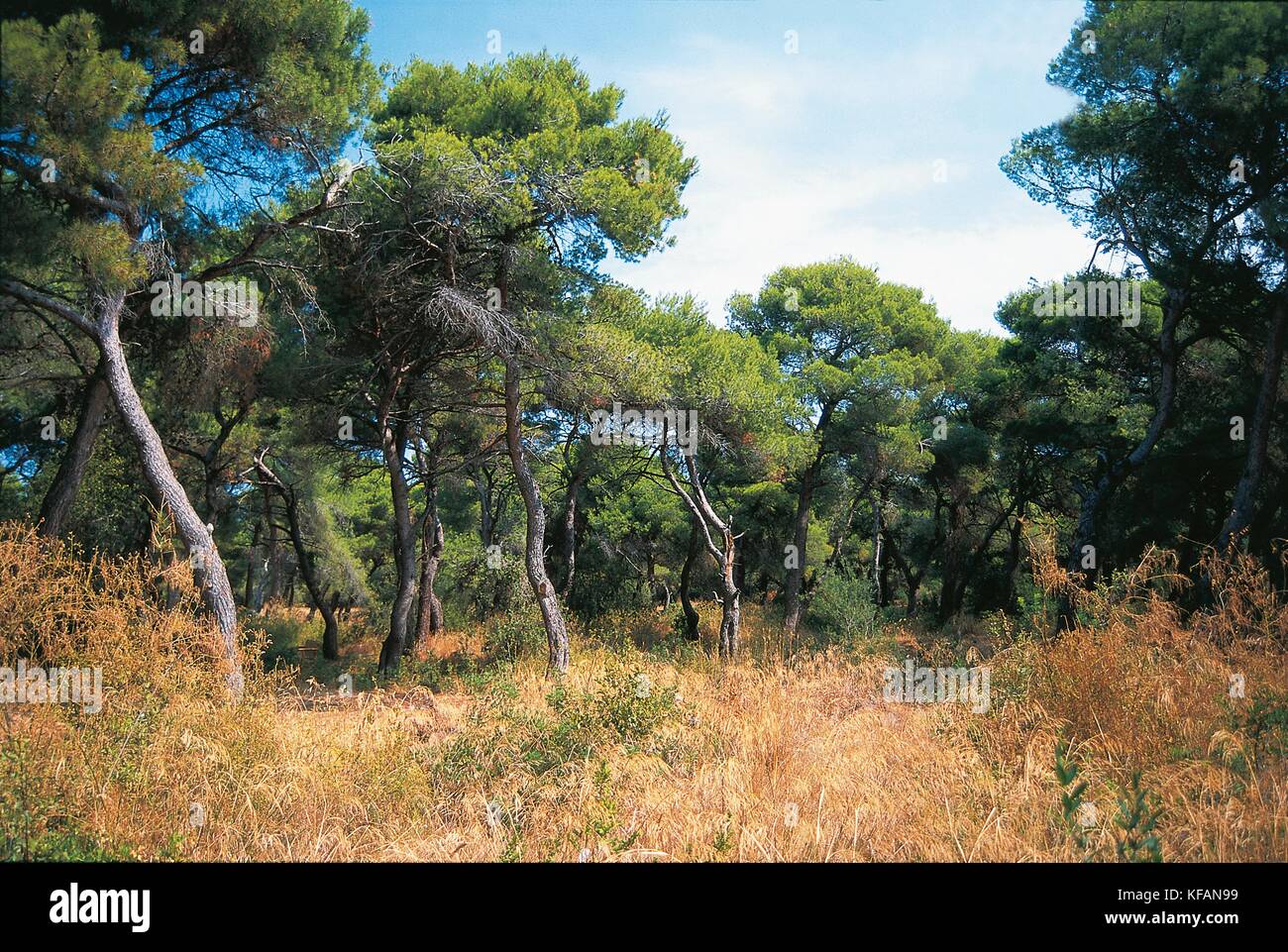 Italy, Apulia Region, Gargano National Park, Lake Varano, Isle of ...