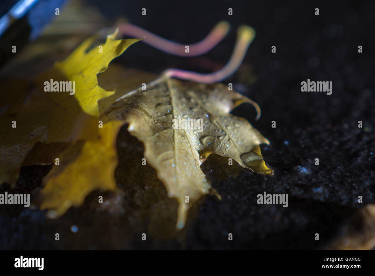 Night fall leaves hi-res stock photography and images - Alamy