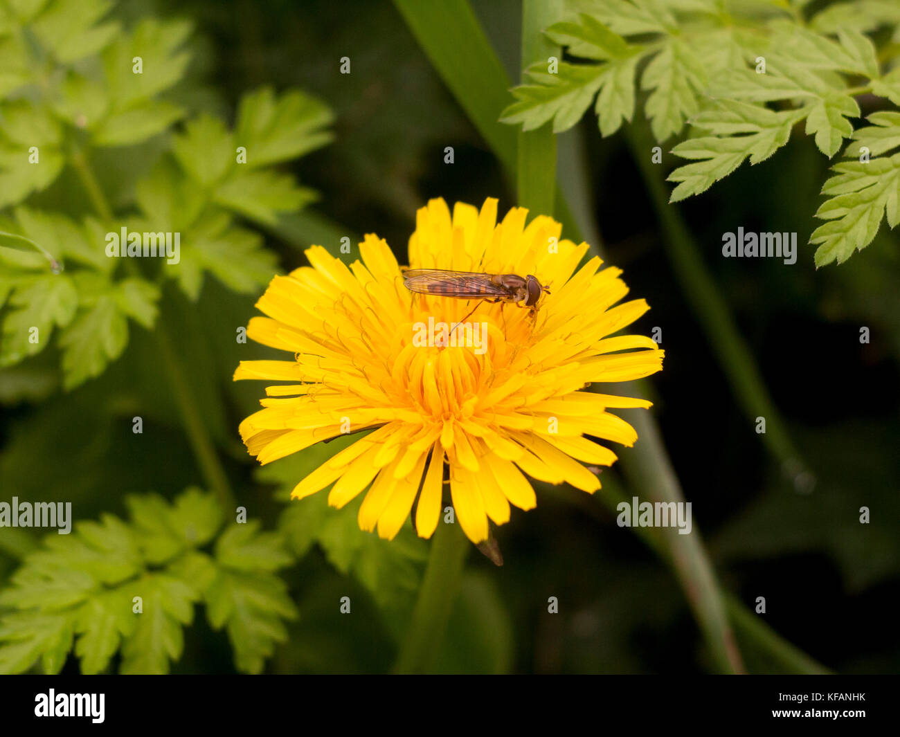 beautiful close up of yellow dandelion summer flower bloom with fly on ...