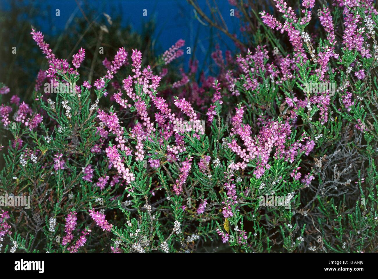 BOTANY, ERICA heather (Calluna vulgaris Stock Photo - Alamy