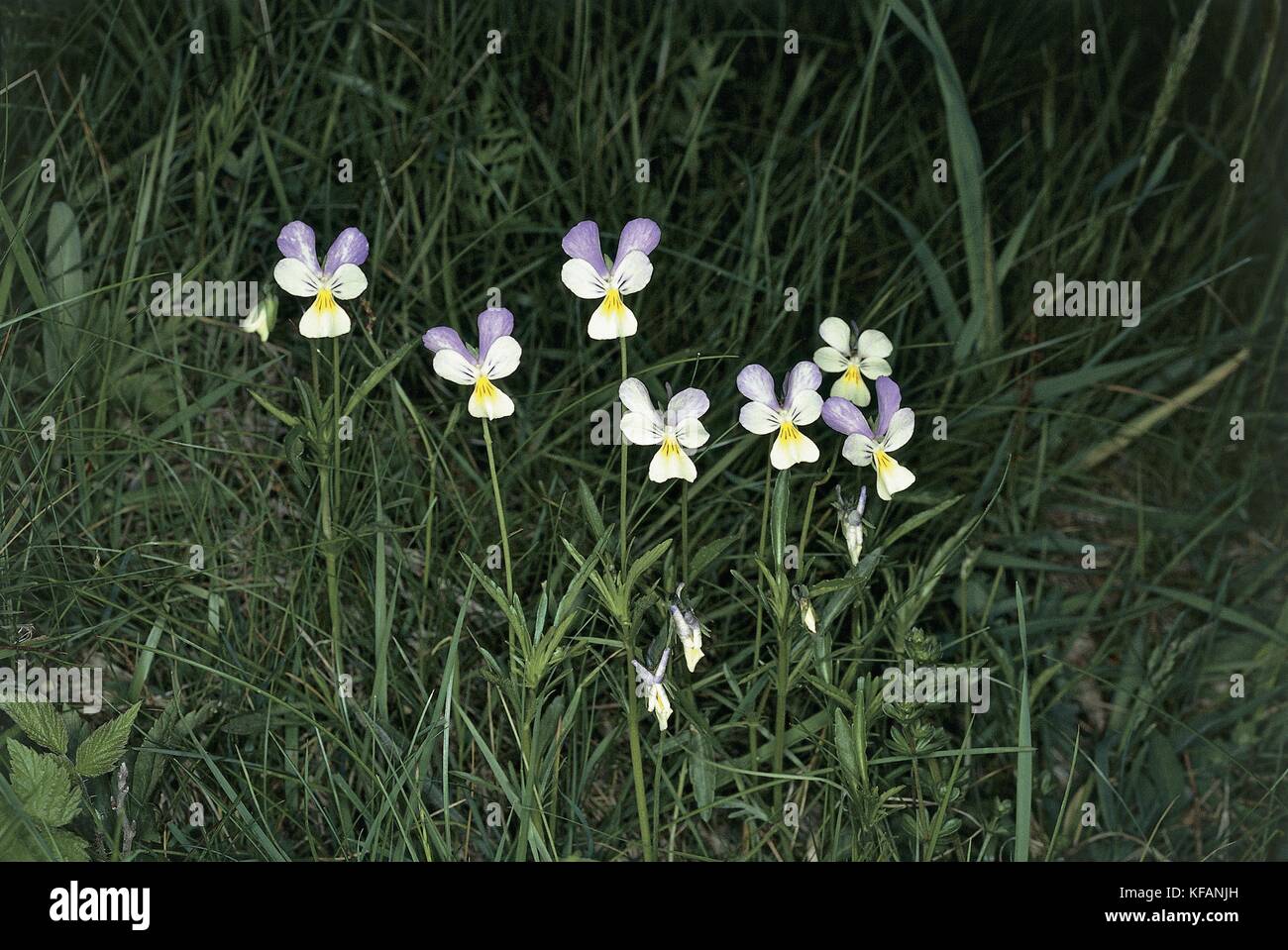 Viola tricolor ssp tricolor hi-res stock photography and images - Alamy