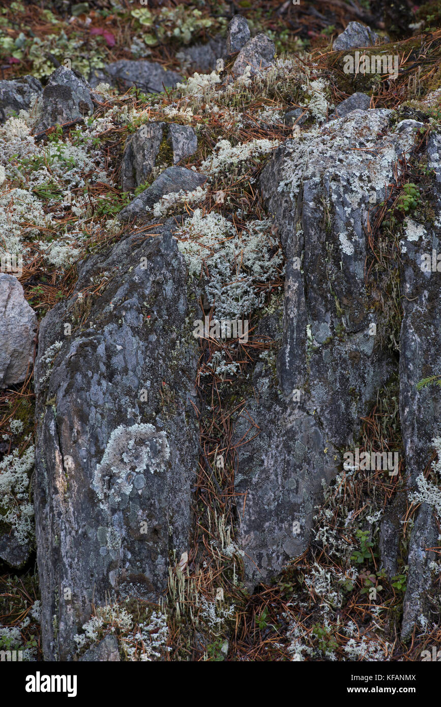 Subarctic tundra moss hi-res stock photography and images - Alamy