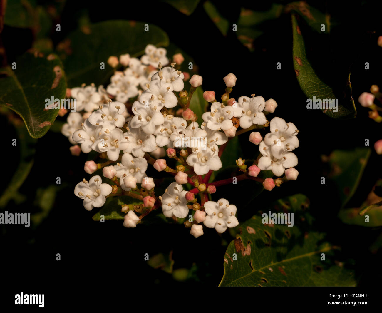 beautiful close up of small white bunch of garden flowers; essex ...