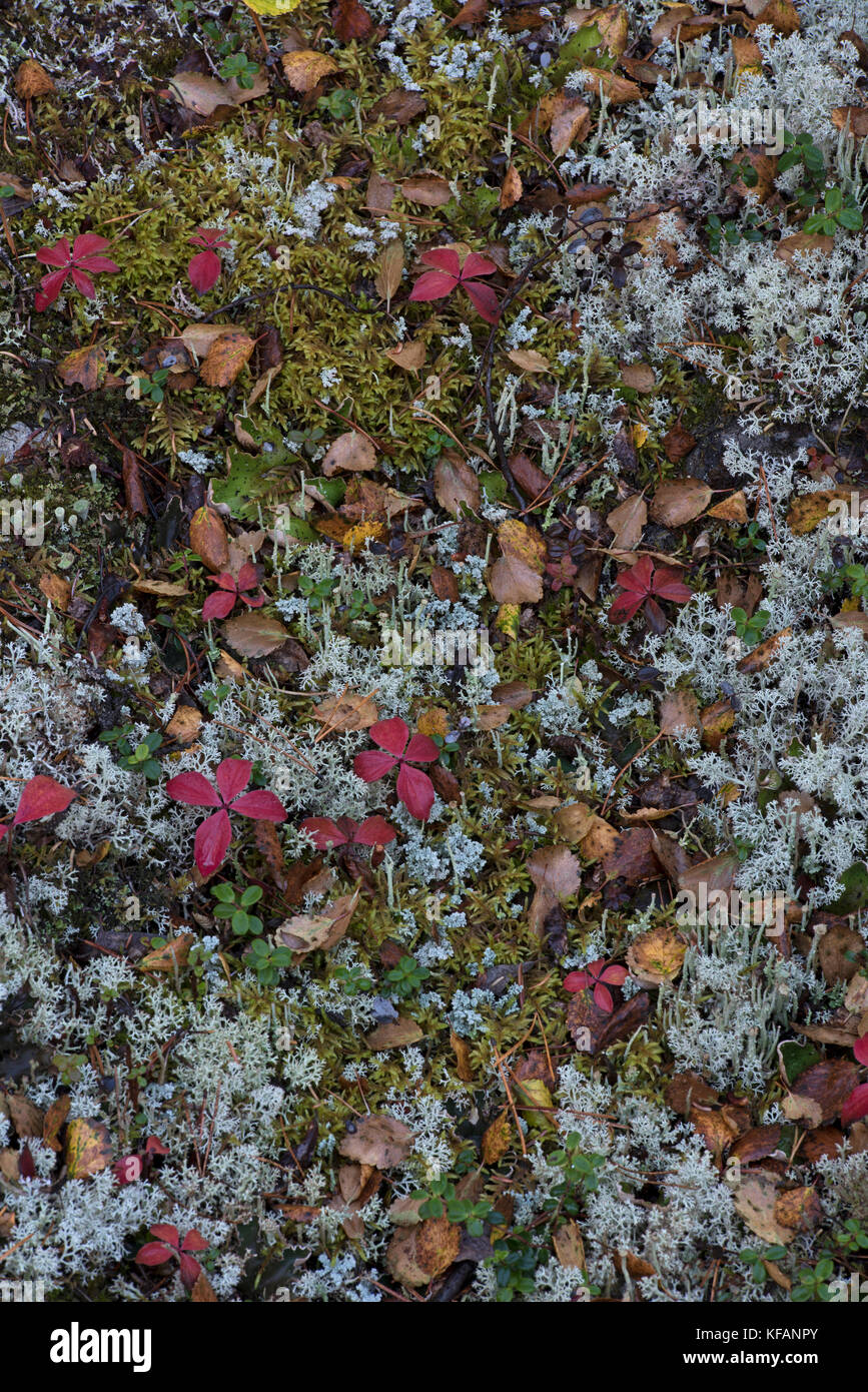 Boreal forest, lichen, moss, mushroom, fall, fall foliage, fall colors ...