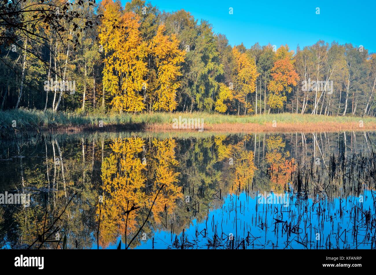 Beautiful autumn landscape. Pond and colorful trees in the forest Stock ...