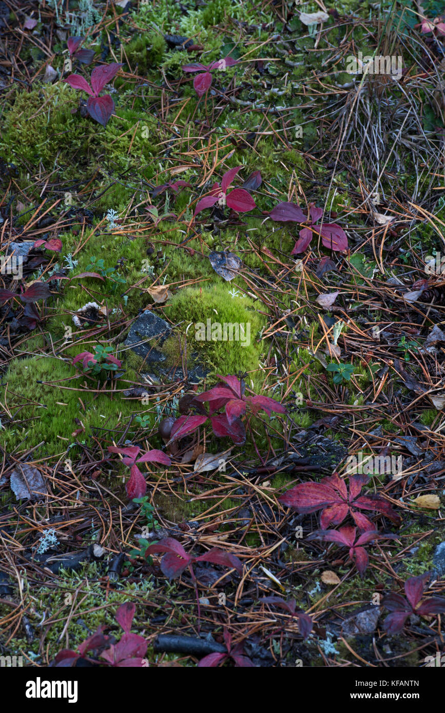 Boreal forest, lichen, moss, mushroom, fall, fall foliage, fall colors ...