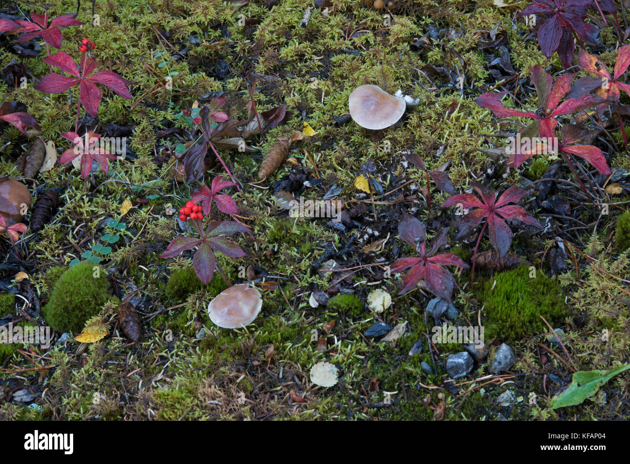 Boreal forest, lichen, moss, mushroom, fall, fall foliage, fall colors ...