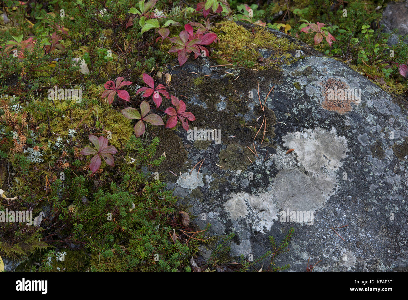 Boreal forest, lichen, moss, mushroom, fall, fall foliage, fall colors ...