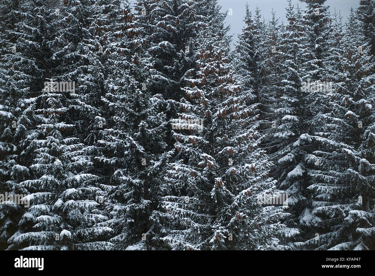 Botany, Trees, Pinaceae, Pine, or red spruce (Picea abies). Snowy pine forest Stock Photo - Alamy