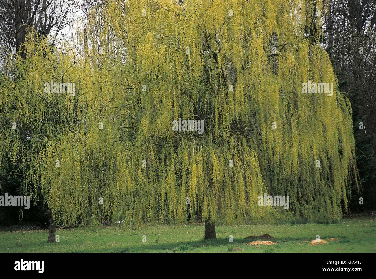 TREES, Salicaceae Weeping Willow SALIX BABYLONIA Stock Photo - Alamy