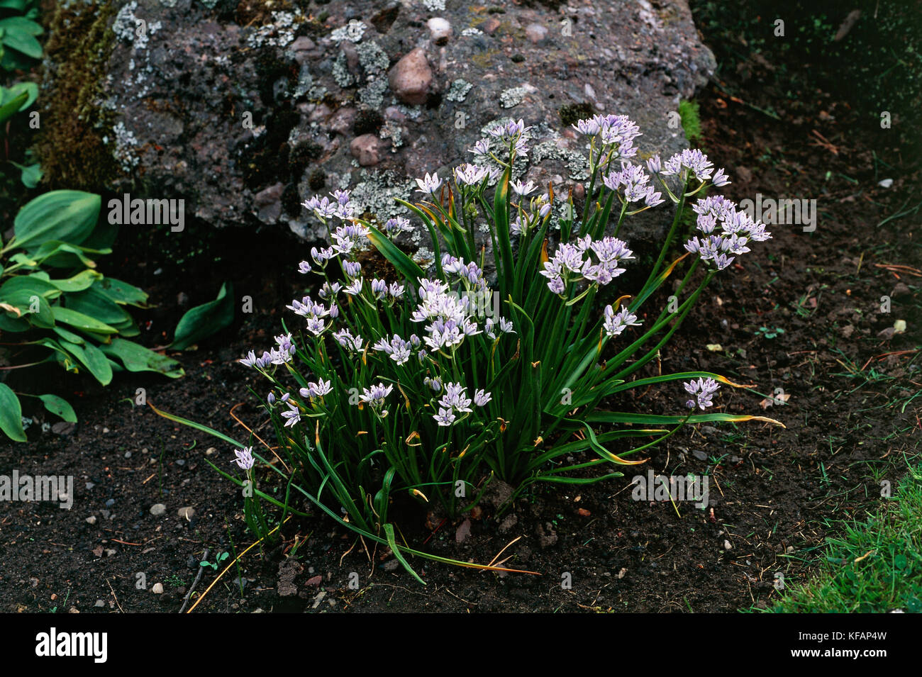 BOTANY, Liliaceae Scilla VERNA Stock Photo - Alamy