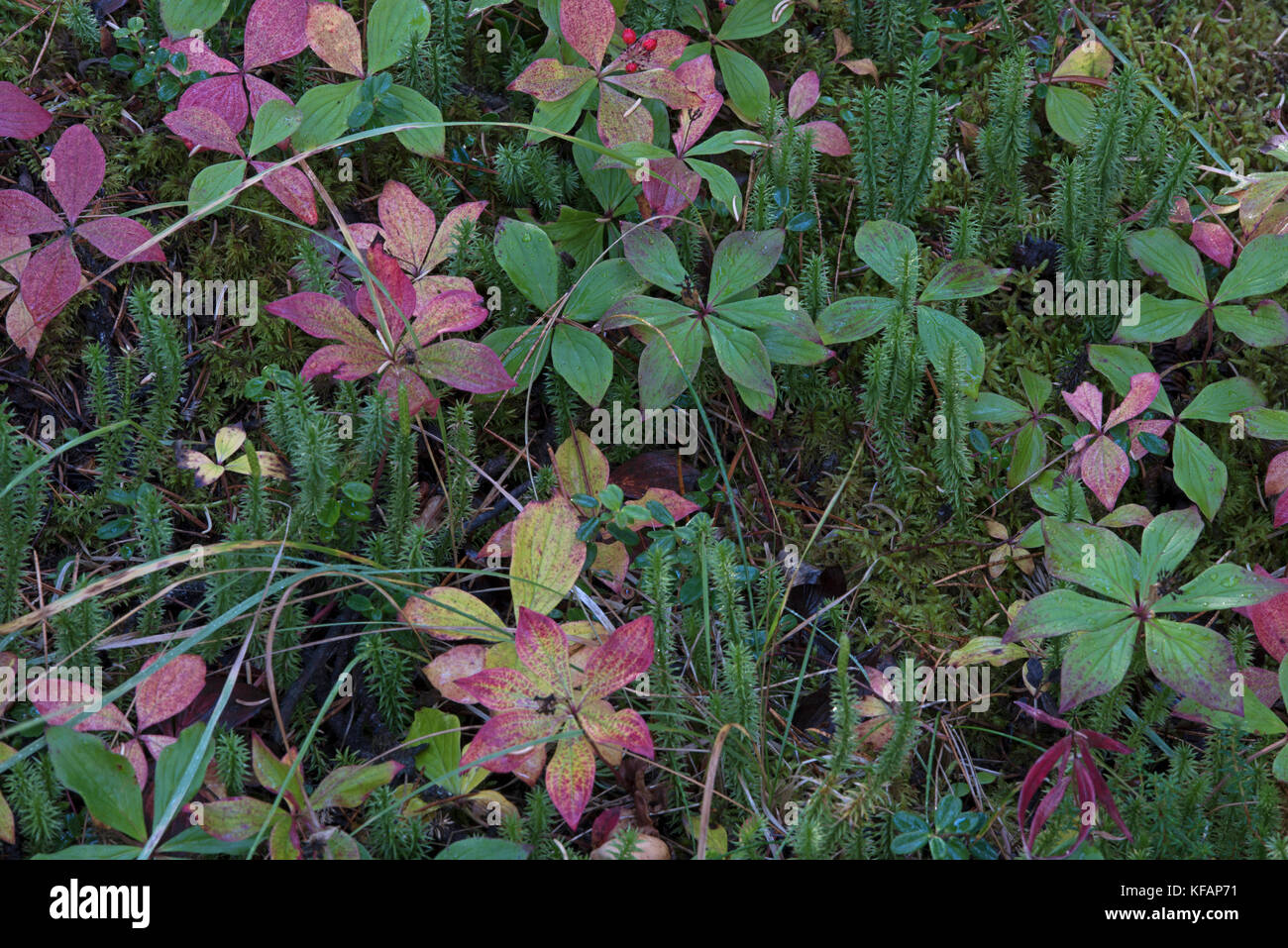 Boreal forest, lichen, moss, mushroom, fall, fall foliage, fall colors ...