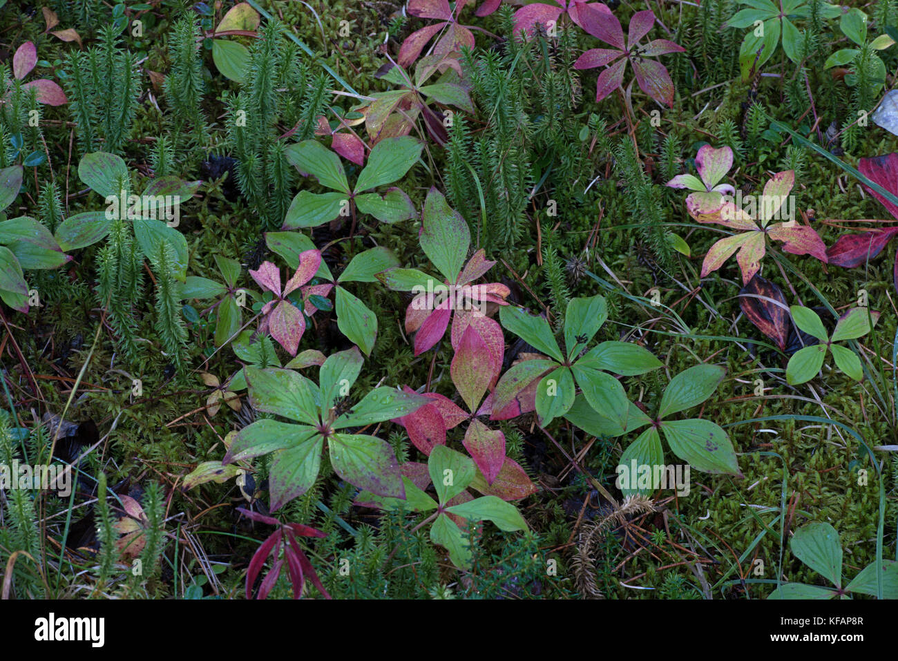 Boreal forest, lichen, moss, mushroom, fall, fall foliage, fall colors ...